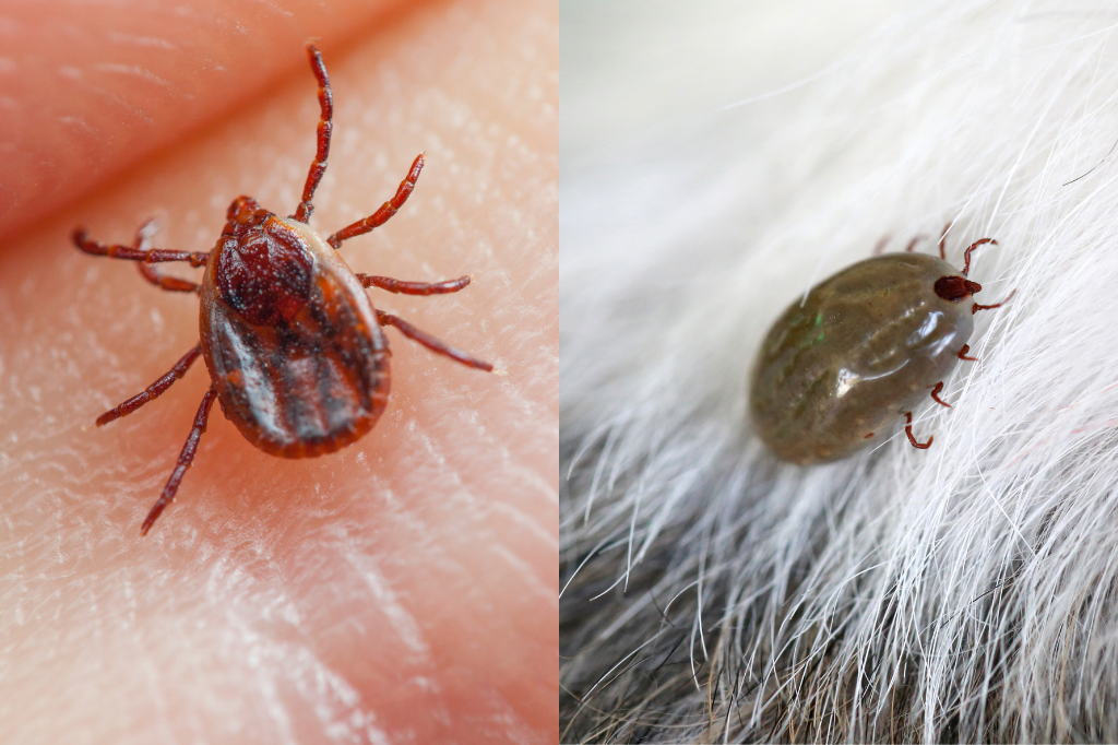 What Fully Embedded Ticks on Dogs Look Like & How To Remove